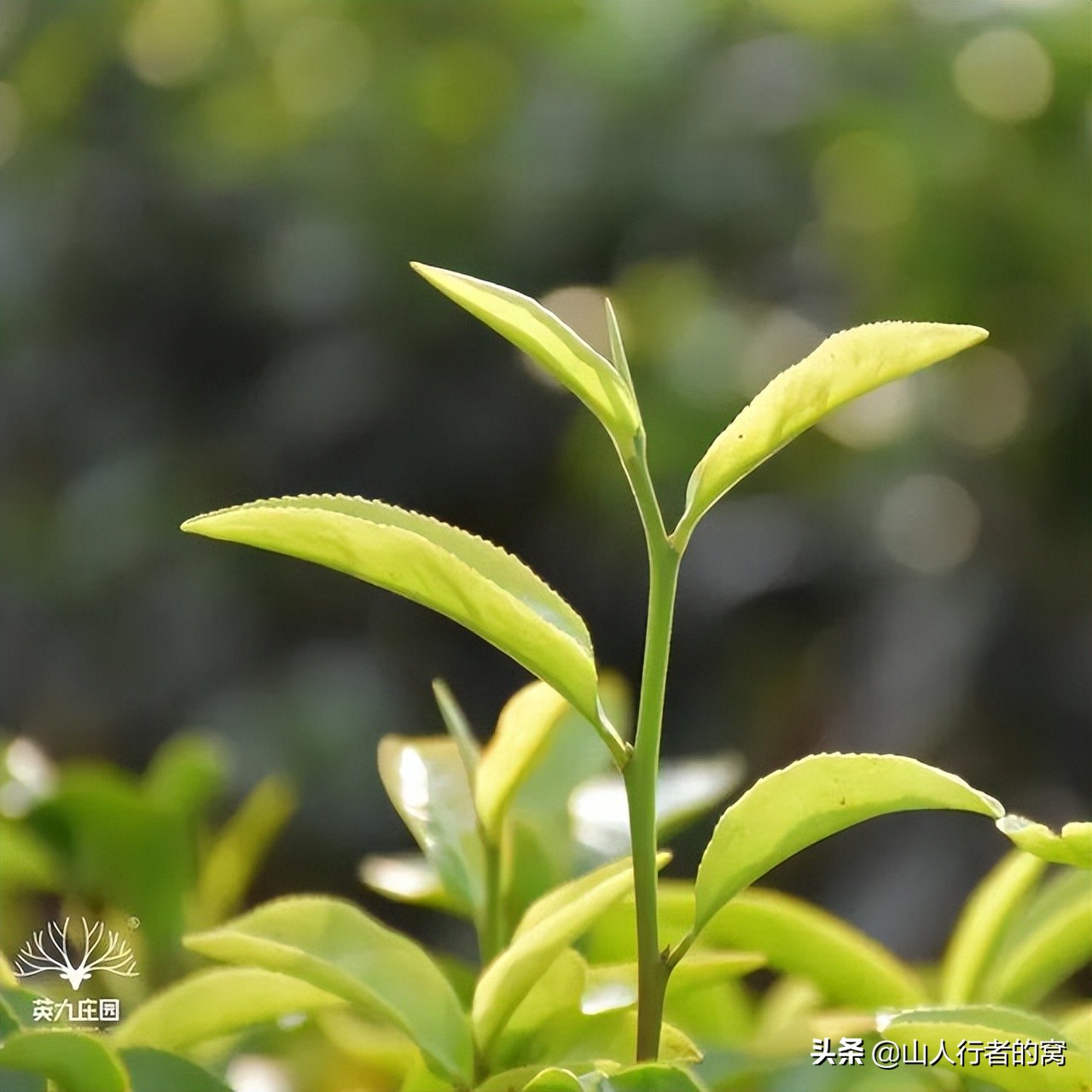 Talking about Yingde Tea Culture from Historical Position - iNEWS - Page 2