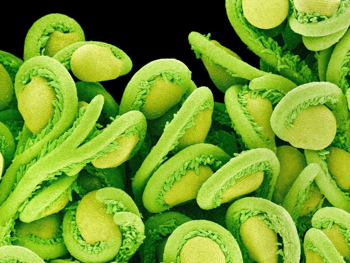 This is what flowers, stamens, and pollen look like under the ...