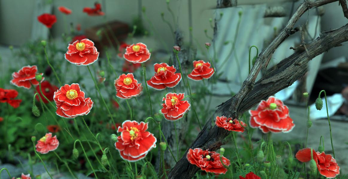 4 common flower gardening habits that may lead to bad flowers - iNEWS