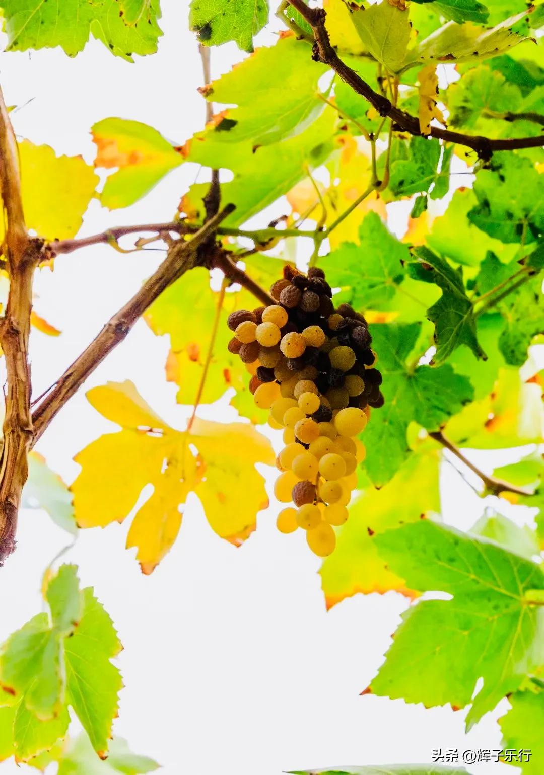 The sweetest grapes in the world are produced in Turpan, Xinjiang - iNEWS