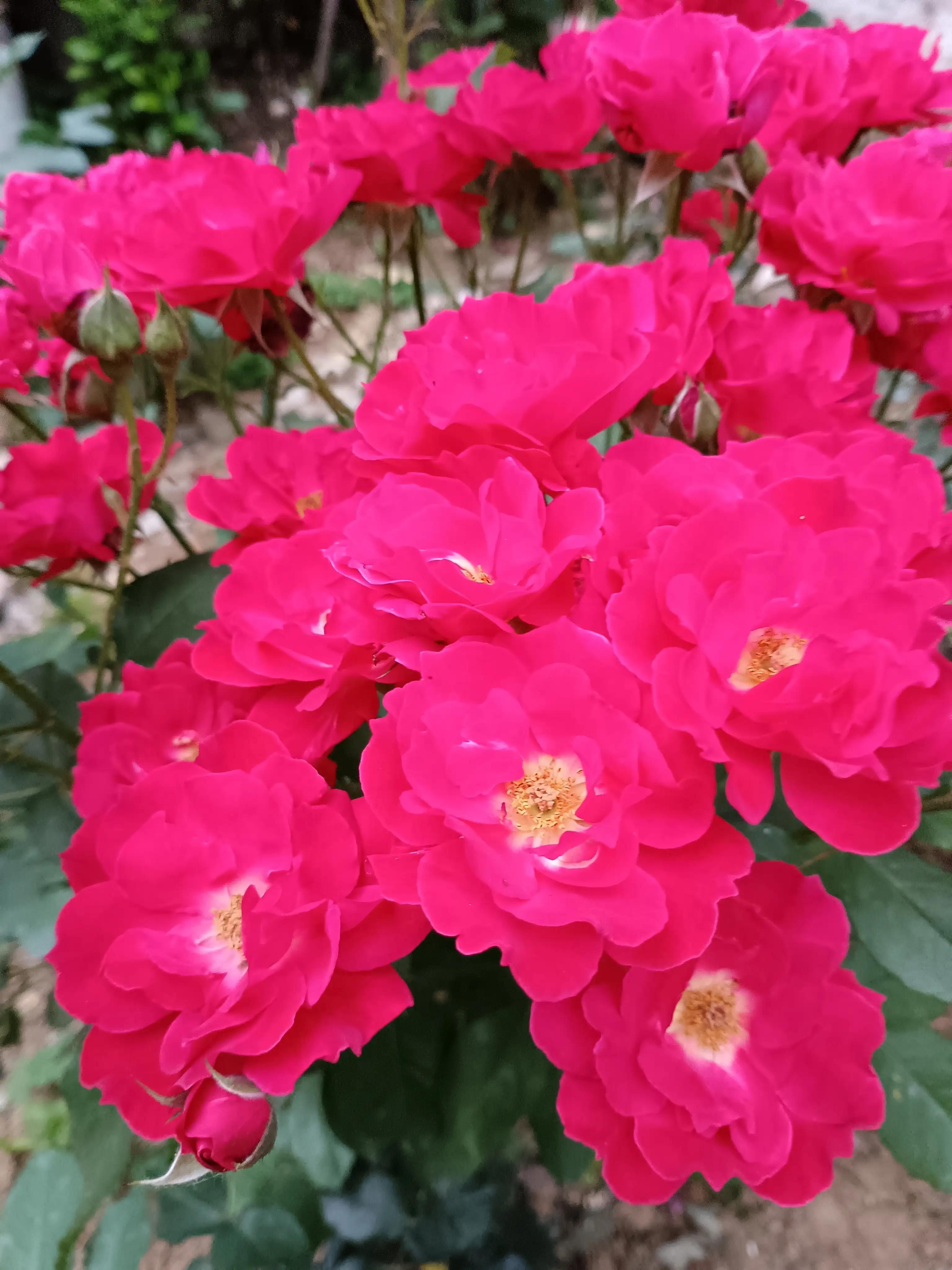 "Guanju" is happy but not lewd, sad but not sad - iNEWS