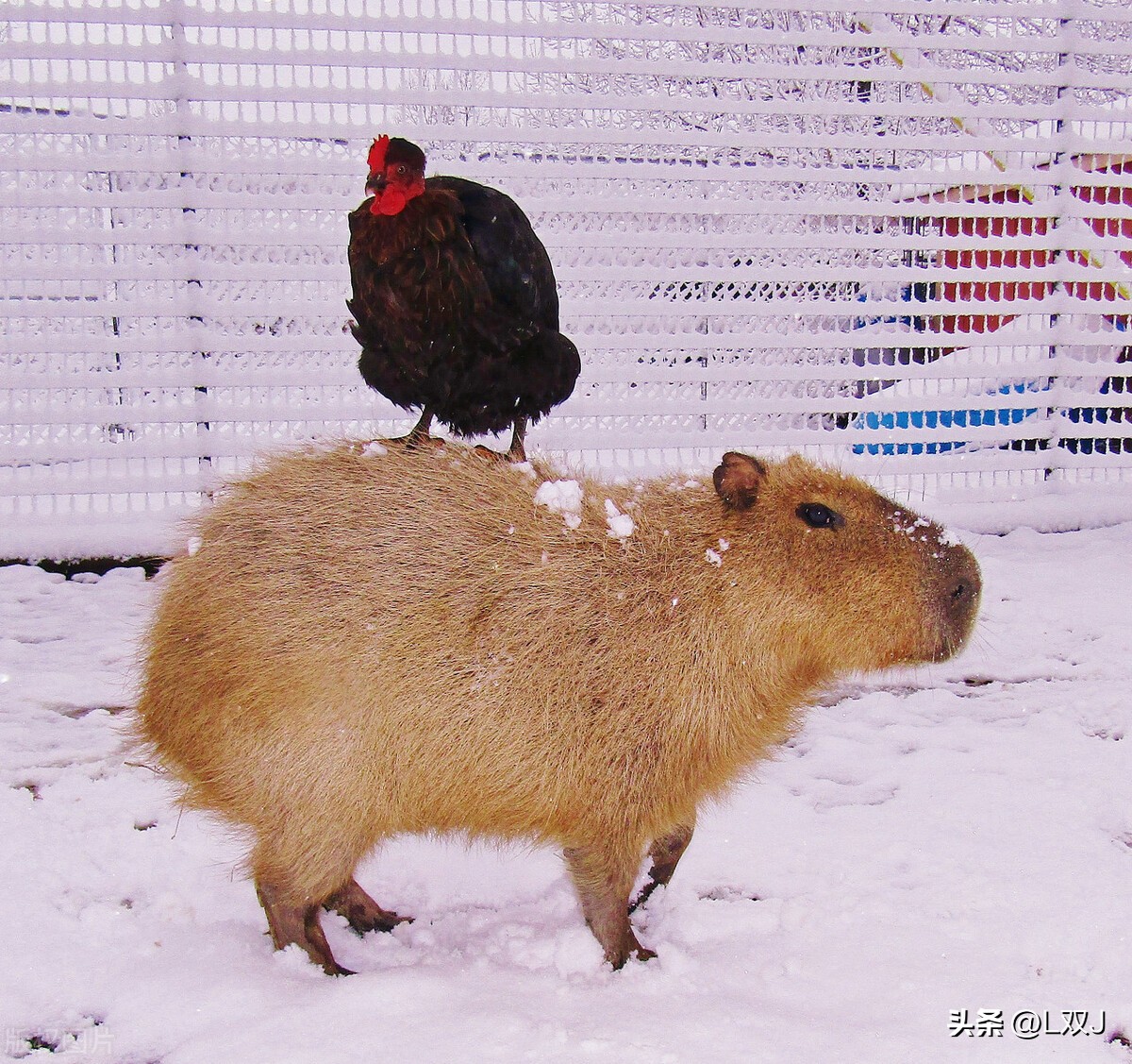 Capybaras can live in harmony with other animals - iNEWS