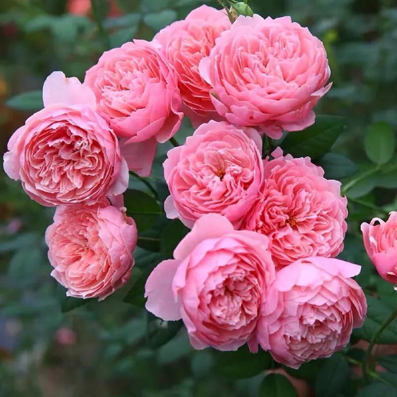 Gorgeous Annick Castle Rose - iNEWS