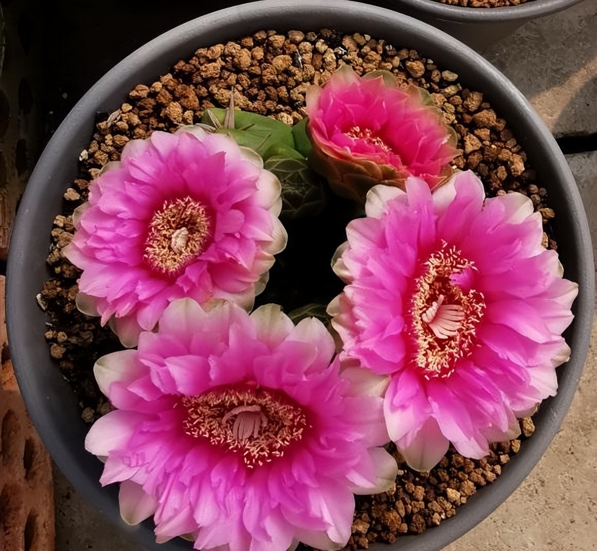 Water the cactus more in autumn, grow faster and fatter, and move it ...