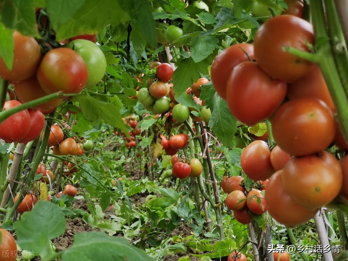 Beans and fruits and vegetables arrive in autumn, if you do these ...