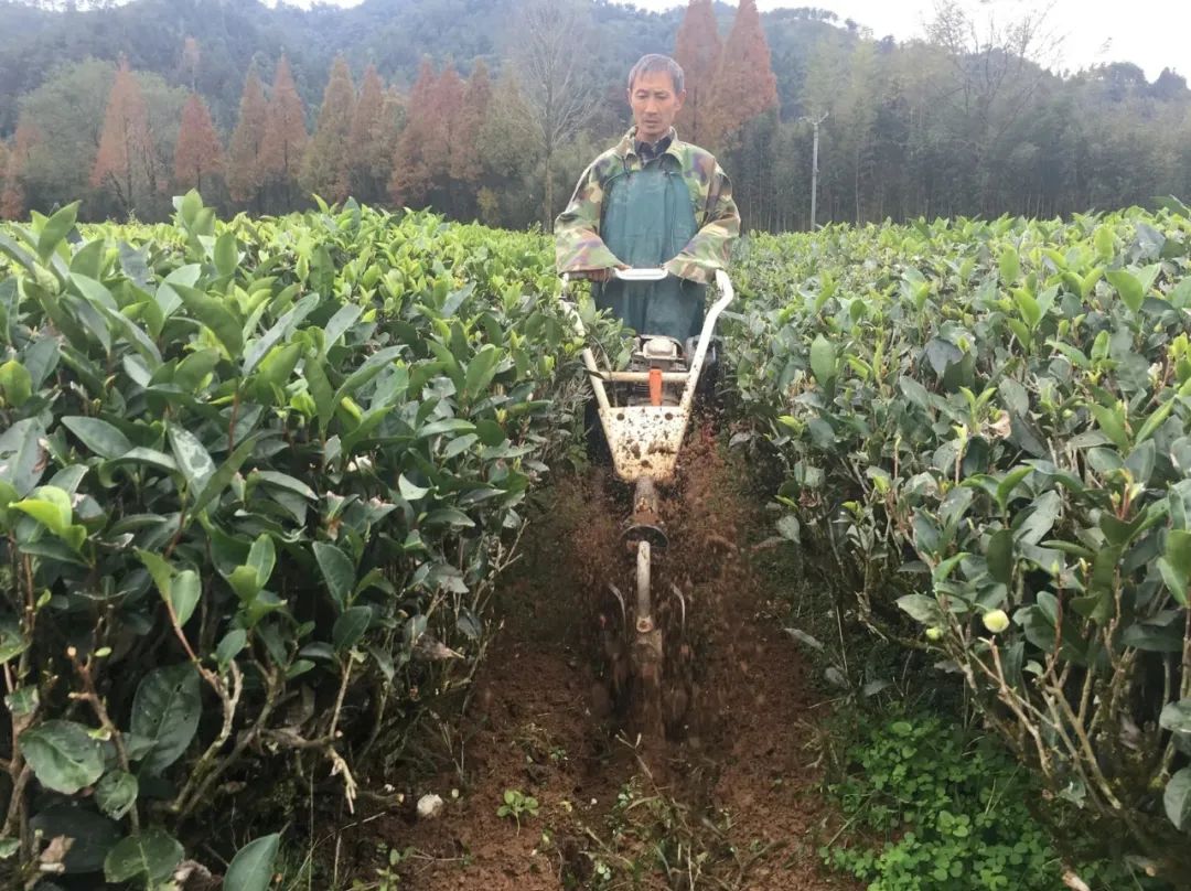 What you need to know about tea garden management after the drought is ...