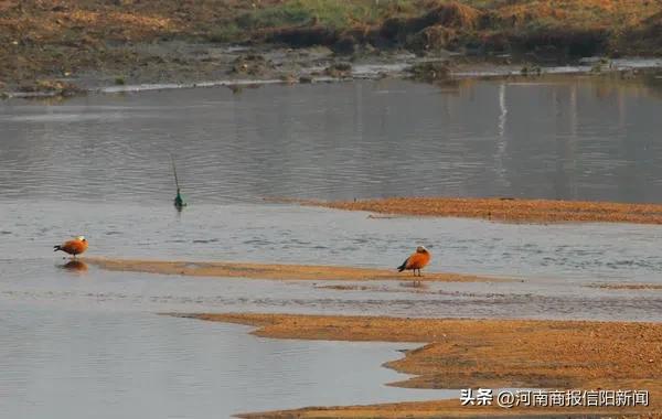 Xinyang Pingqiao: The total number of birds in Lianghekou Wetland Park ...