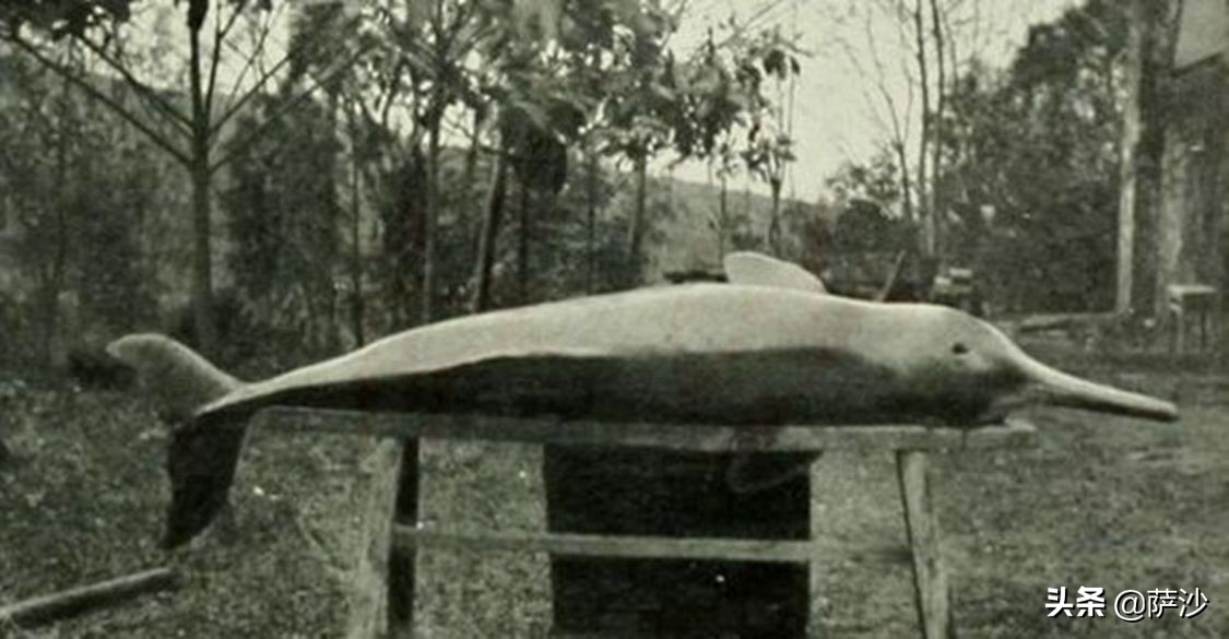 What are the world's unique large animals in China?The Chinese Baiji ...