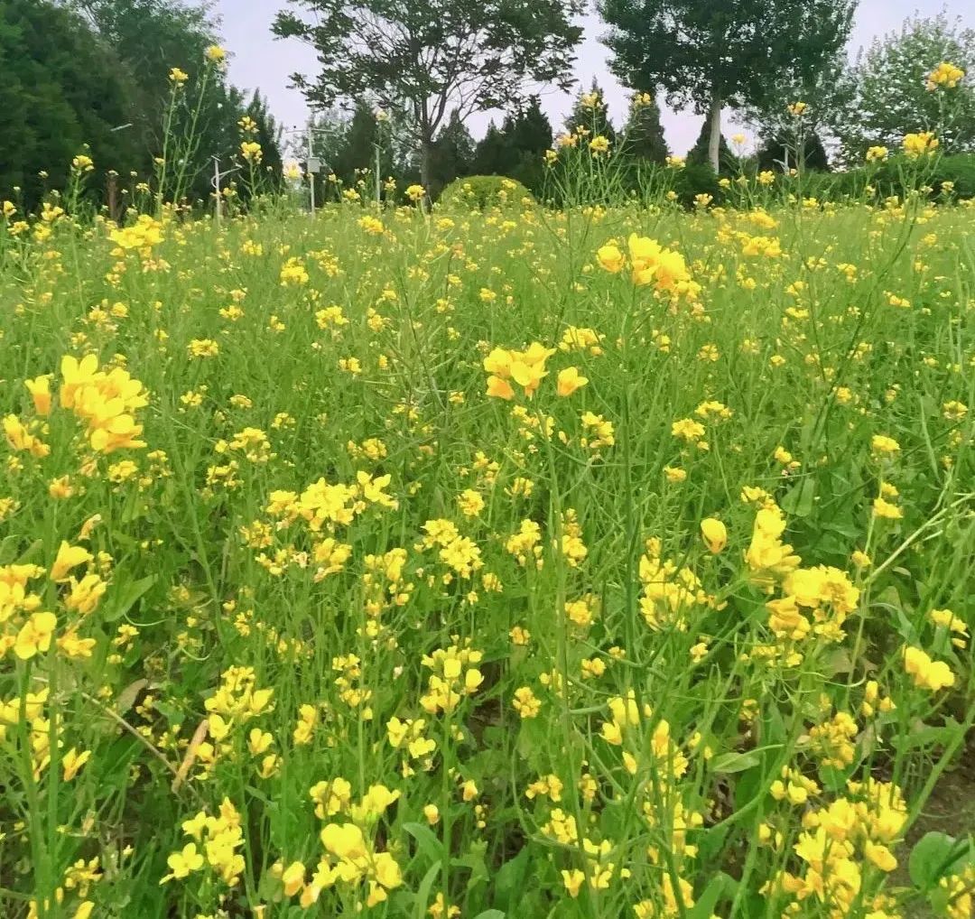 Is the canola flower in Tamura still blooming? The editor helped you ...