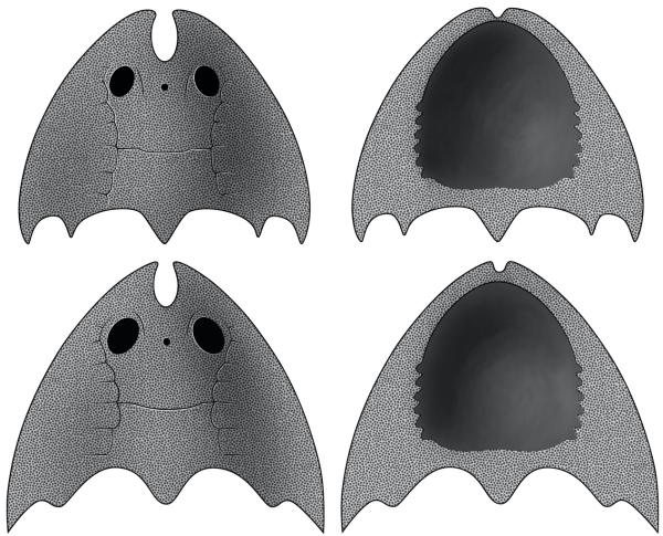 A new genus and species of true armored fish discovered 438 million ...