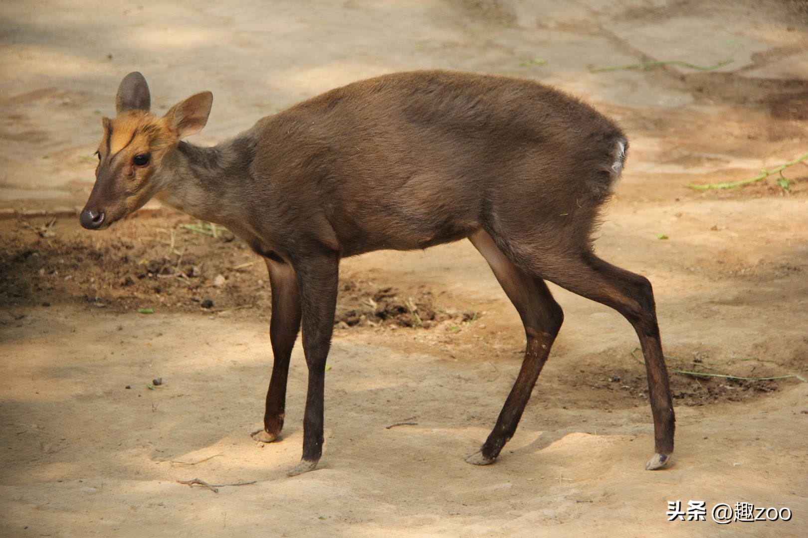 Ranking of the world's top ten rare deer species, which deer is the ...