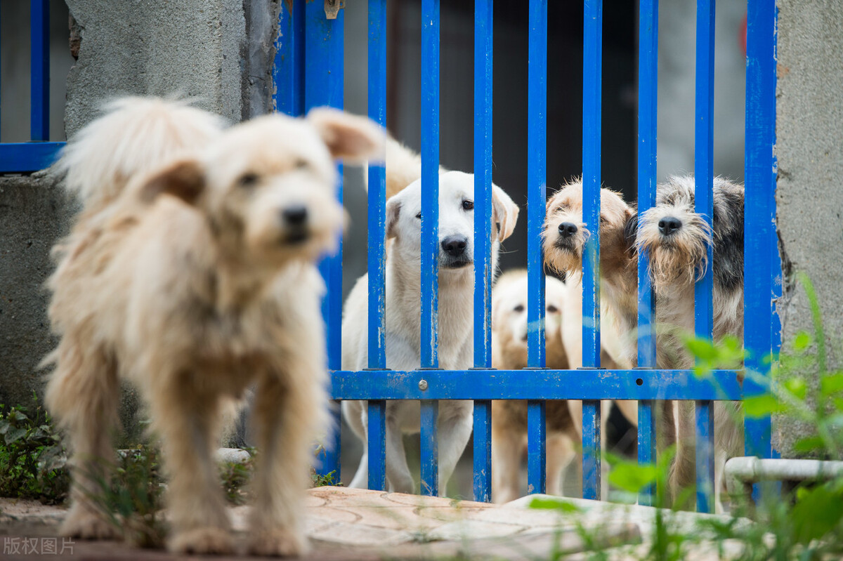 The stray dog who is chasing after humans and keeps picking up cars to ...