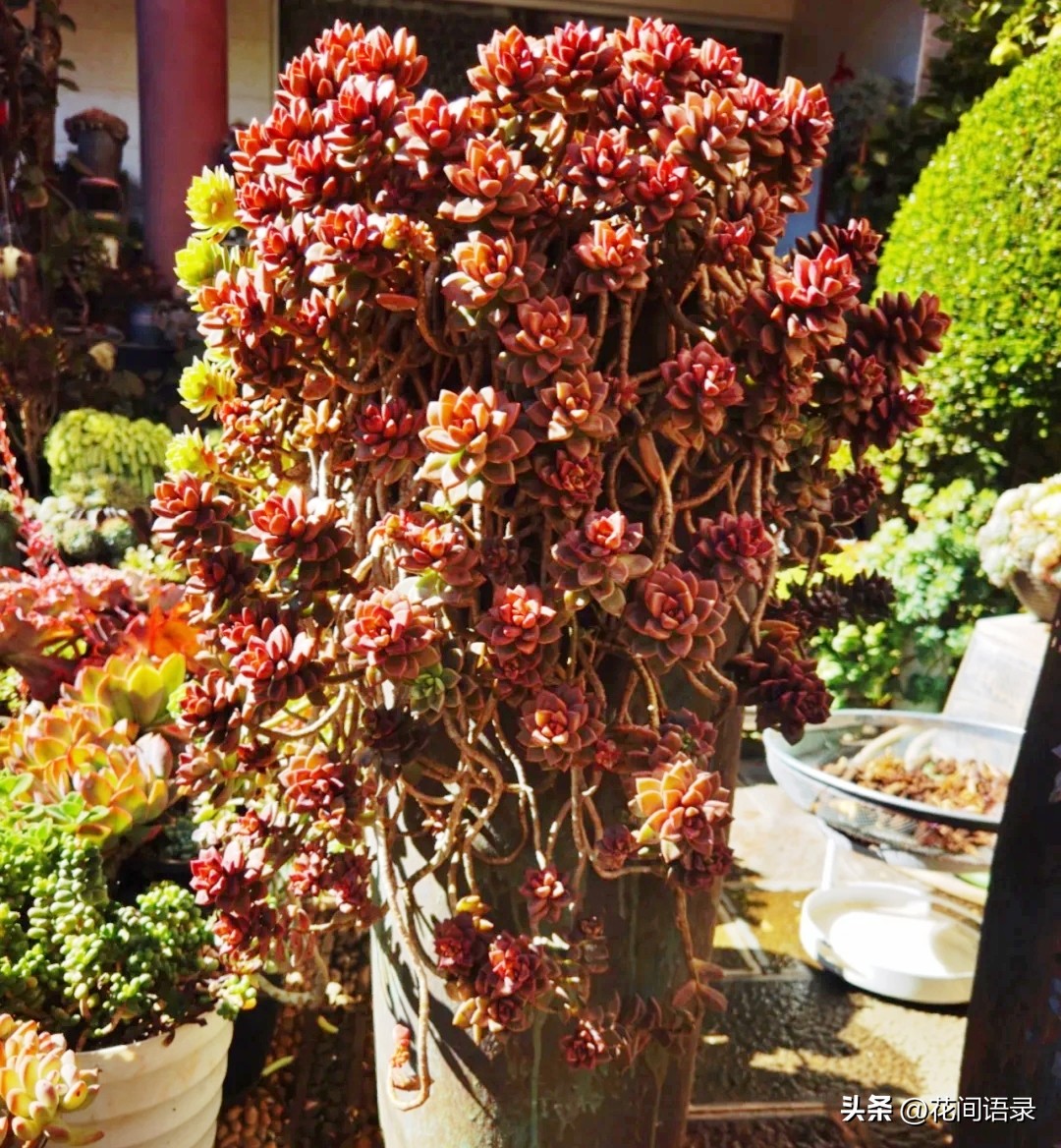 The common succulent "Ji Yuyue" is really amazing when grown like this ...