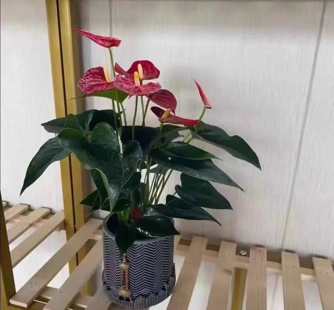 These 5 kinds of "rich and auspicious" flowers, keep a pot at home ...