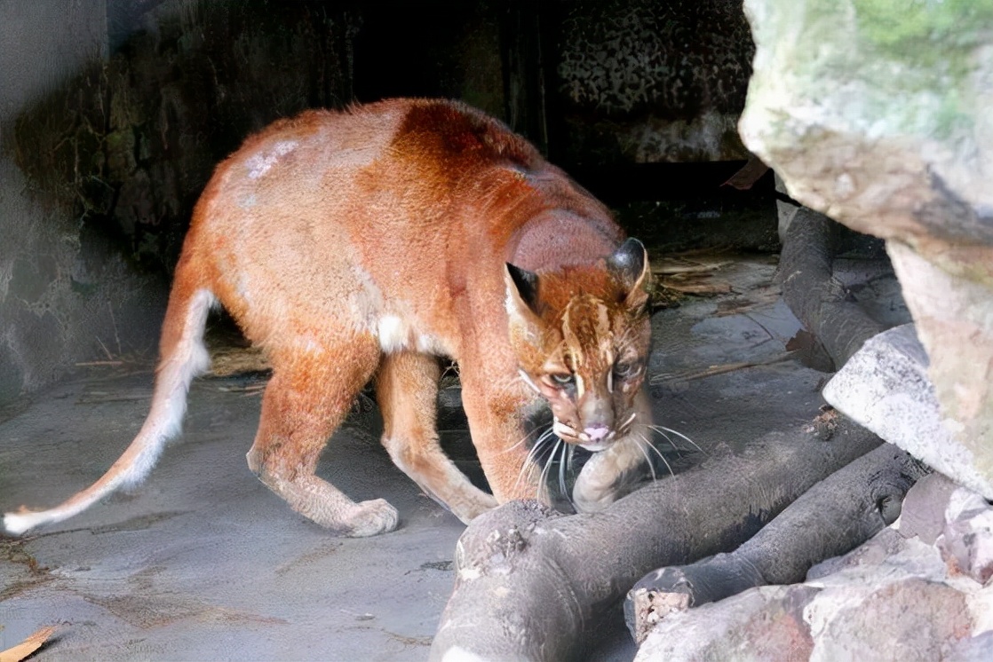 The wild "biao" appeared in Guangxi. Why did a tiger give birth to ...