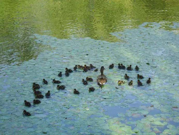 How many ducklings can a brood of wild ducks hatch at most? - iMedia