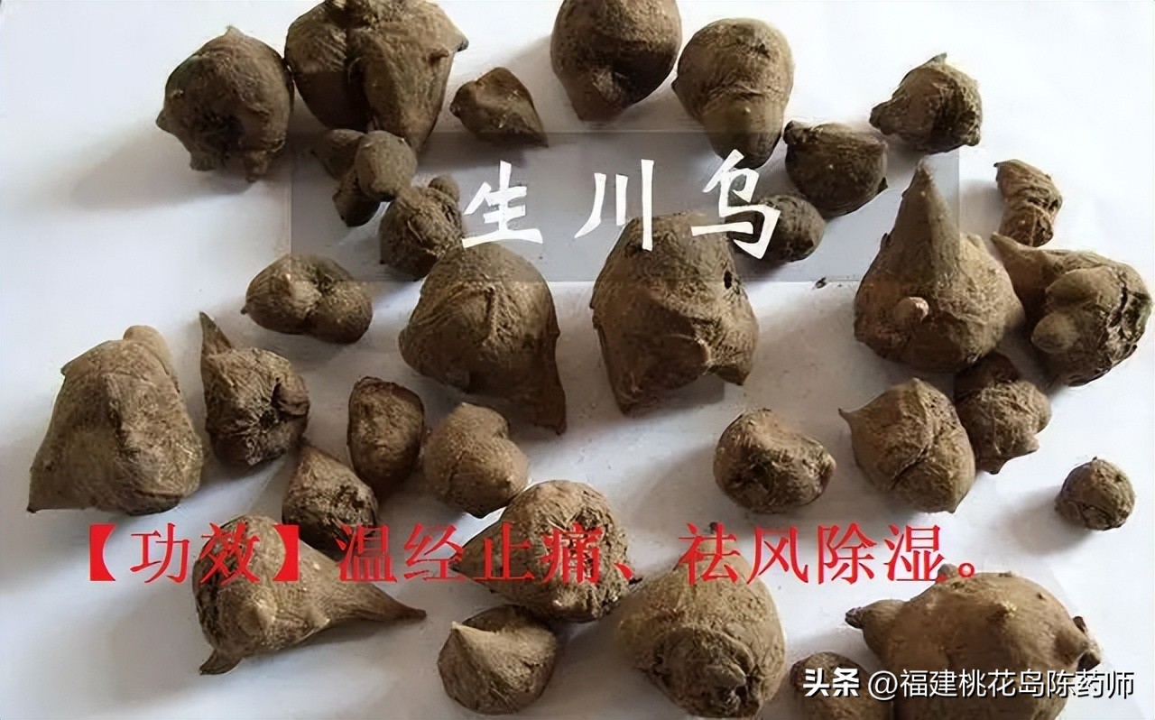Plant-based poisonous traditional Chinese medicine (part 2)—① - iNEWS