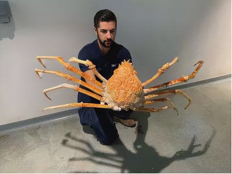 Nuclear pollution caused the Japanese "killer crab" with a mutant ...