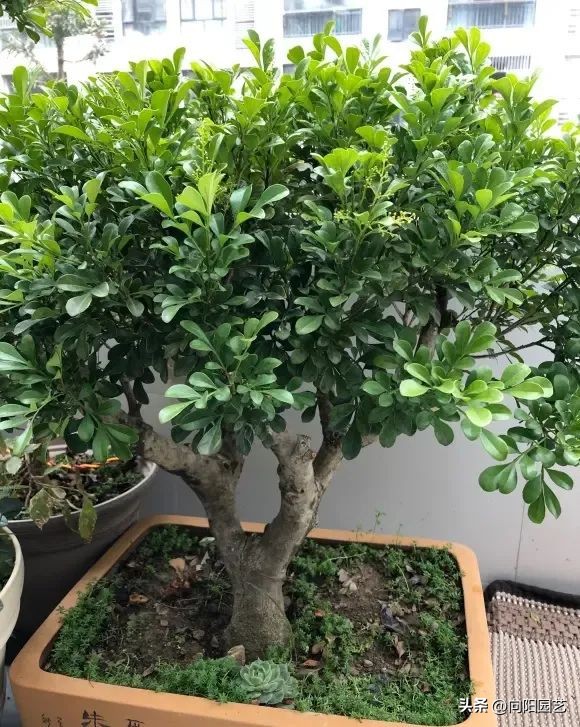 The medium-sized potted green plant Milano can be maintained in both ...