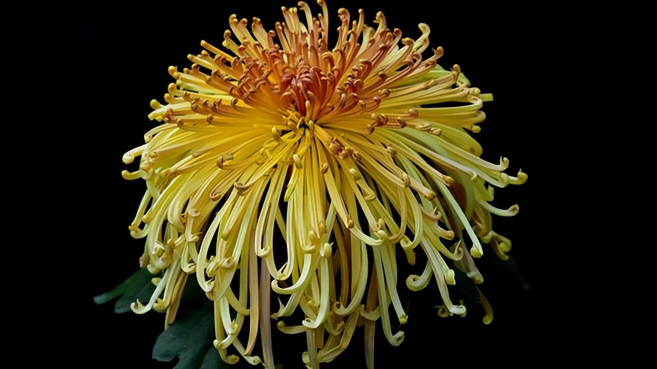 The poor are pure and clean, and the daring is exhausted. This flower ...