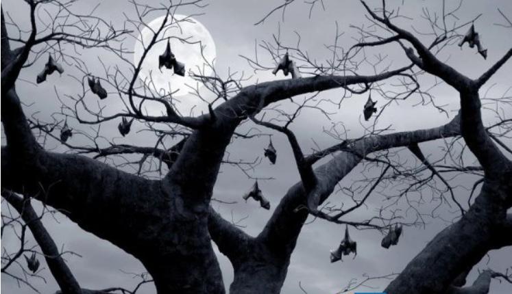 Why do bats sleep upside down?The brain won't be congested?Aren't you ...