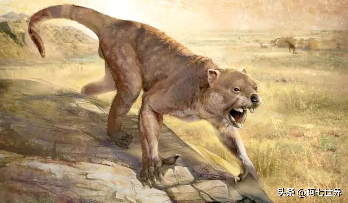 The prehistoric top predator ~ the marsupial lion, the bite force is ...