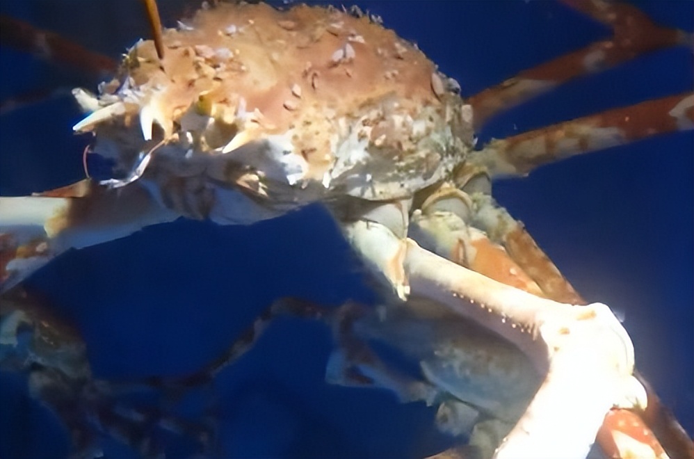 Nuclear pollution causes mutation?The Japanese killer crab with legs ...