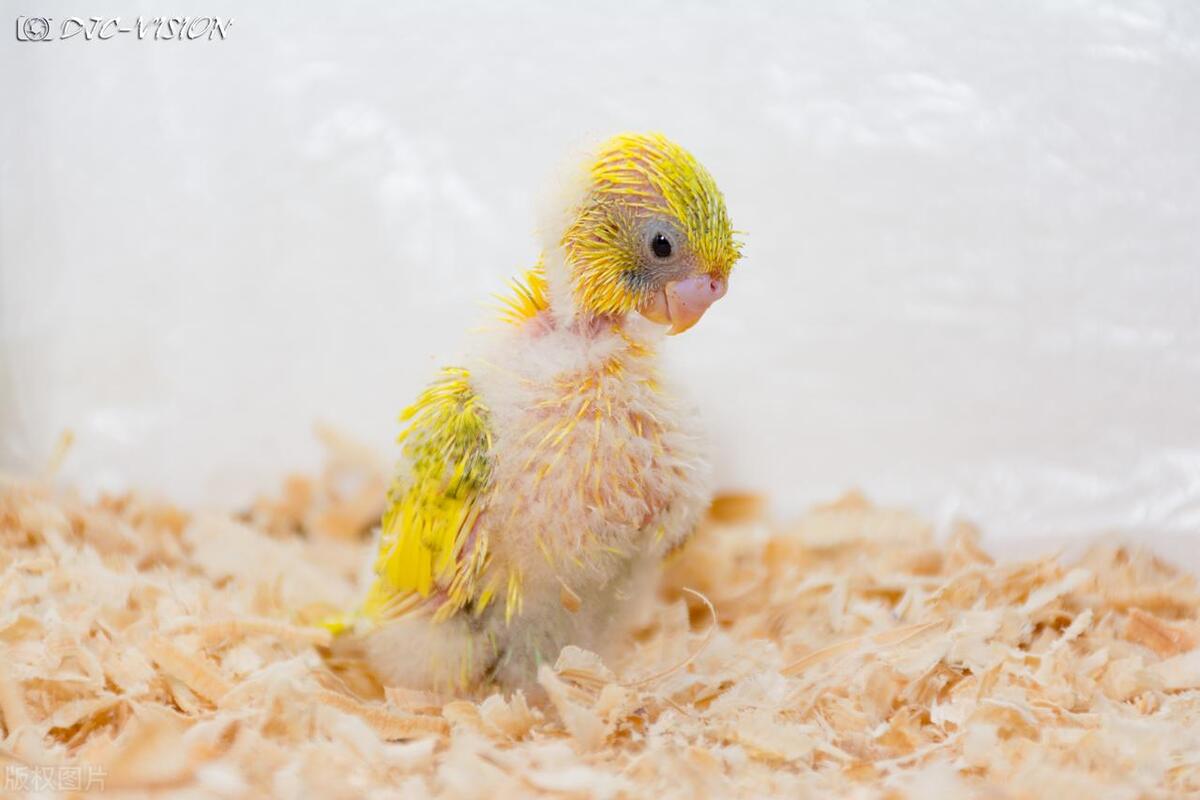 6 possible causes of parrot chick vomiting and how to deal with it! - iNEWS