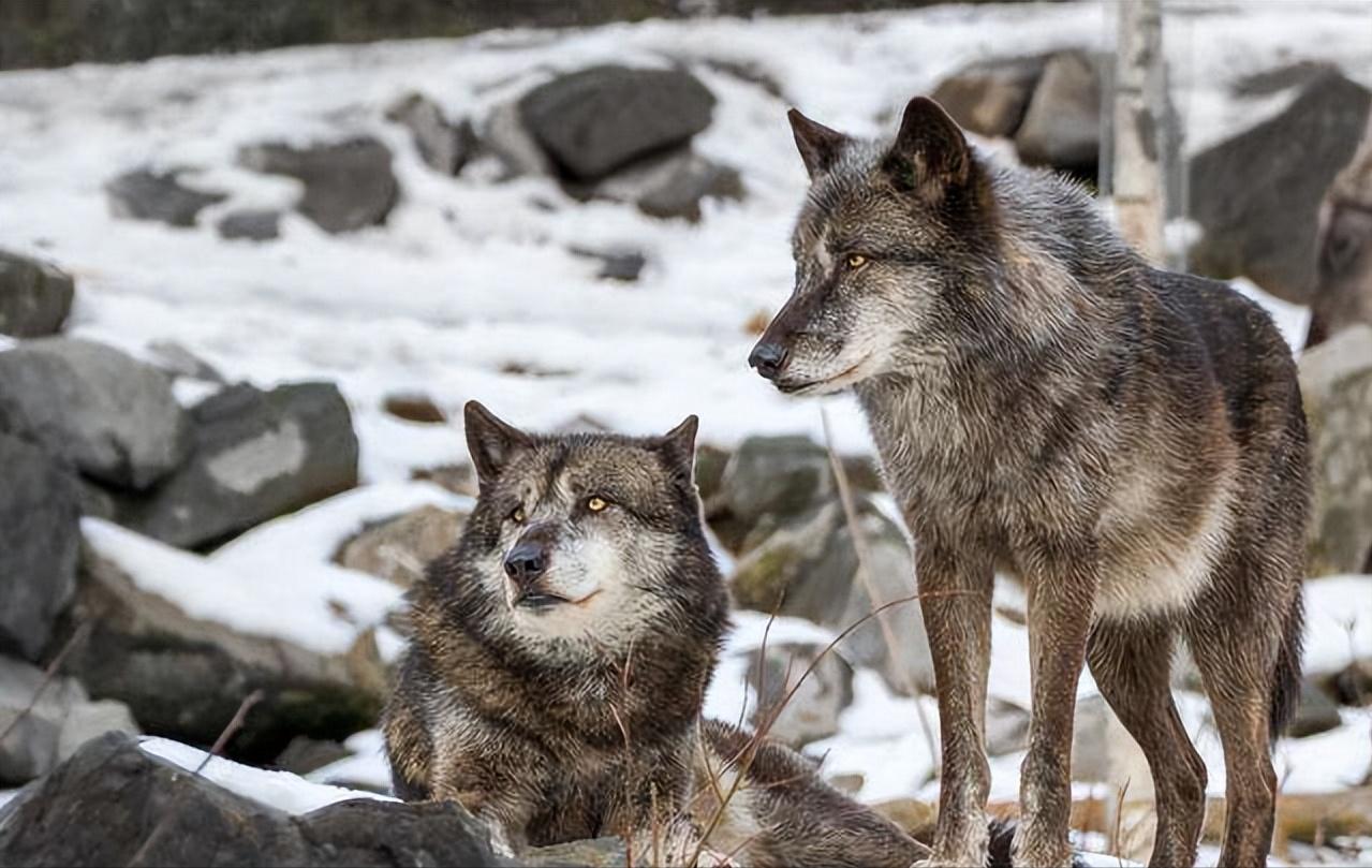 Rare pictures of golden eagles catching wolves!The sharp claws pierce ...