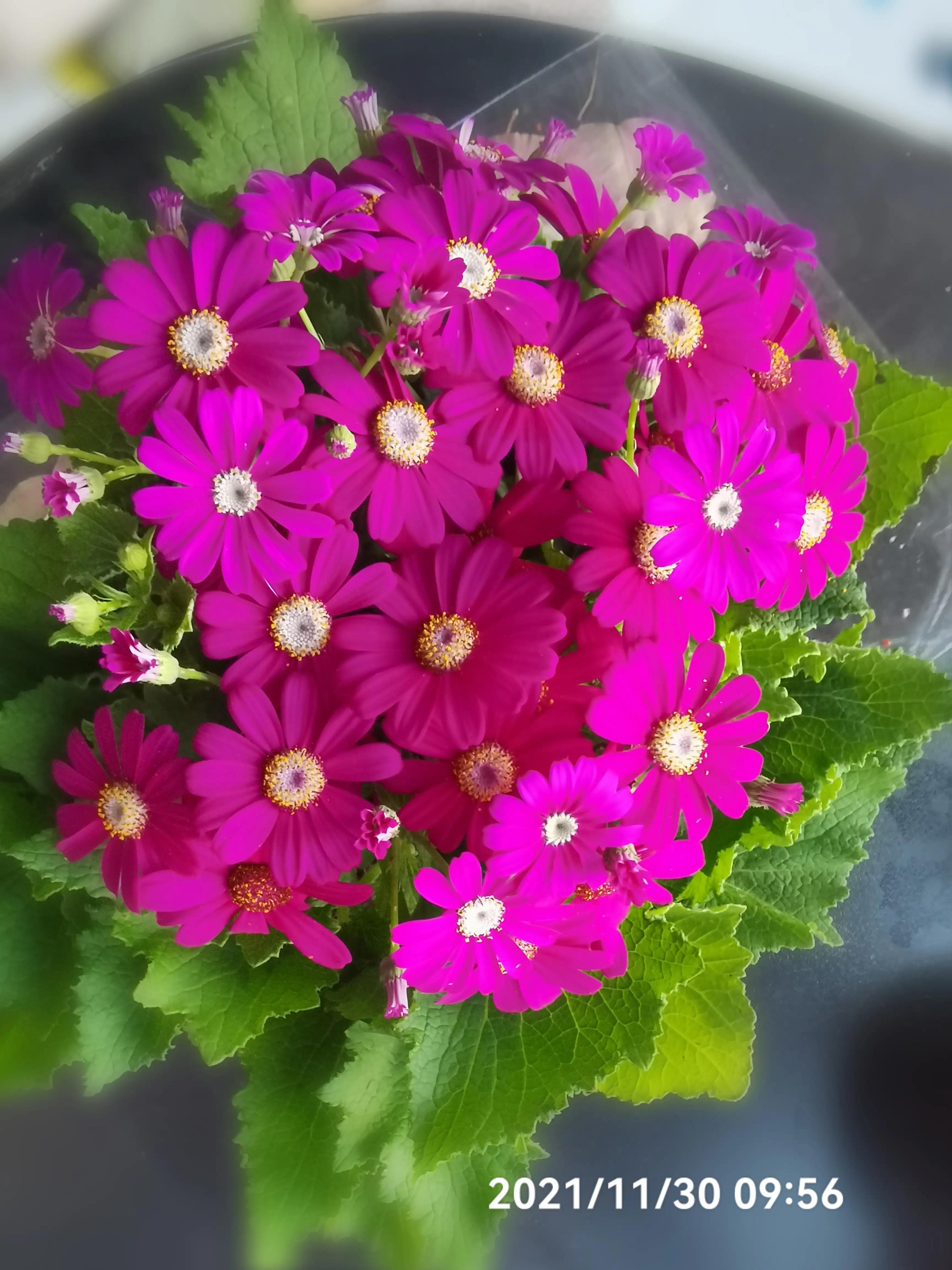 One flower, one book, one world - iNEWS