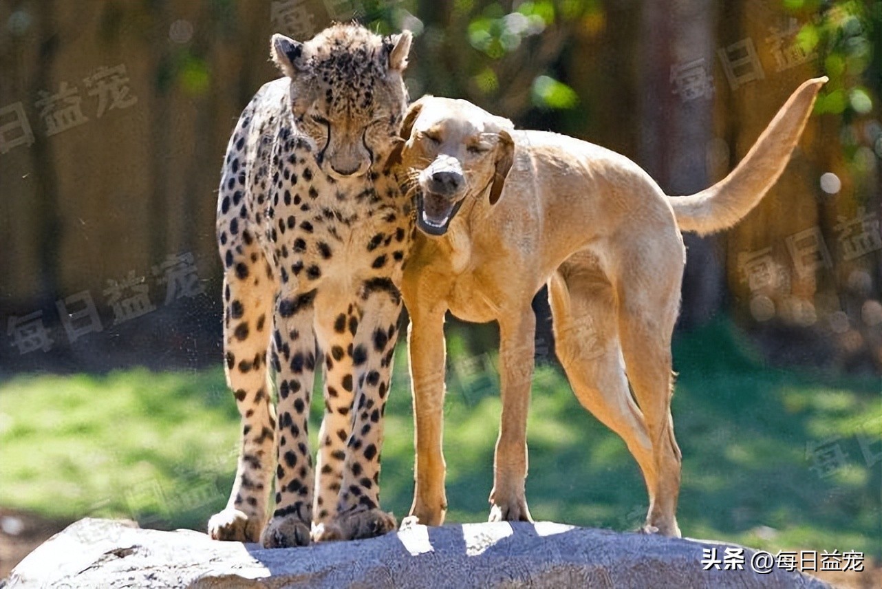 The disabled cheetah was abandoned by its mother, and the dog acted as ...