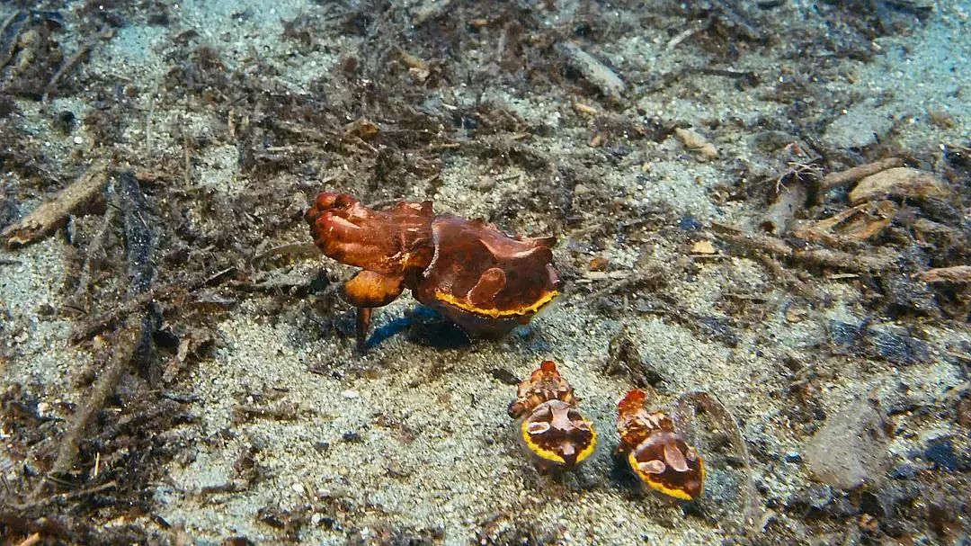 Send you a huge "fish tank" - watch the IMAX documentary "Underwater ...