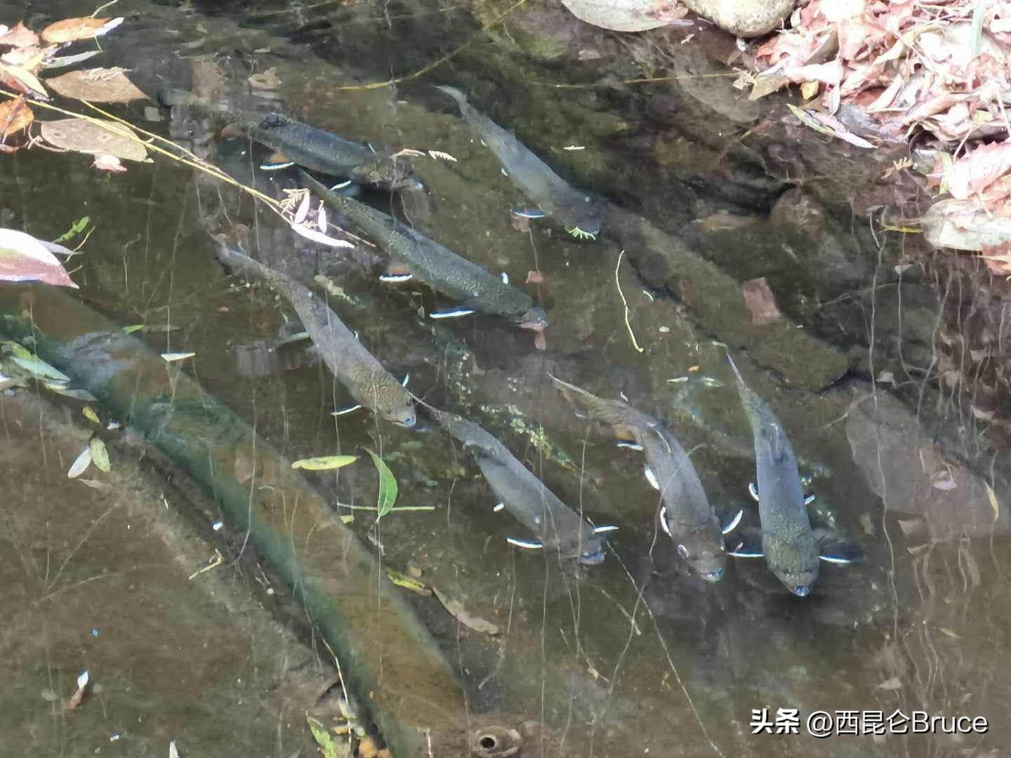 A harbinger of natural disaster?A large number of fine-scale salmon ...