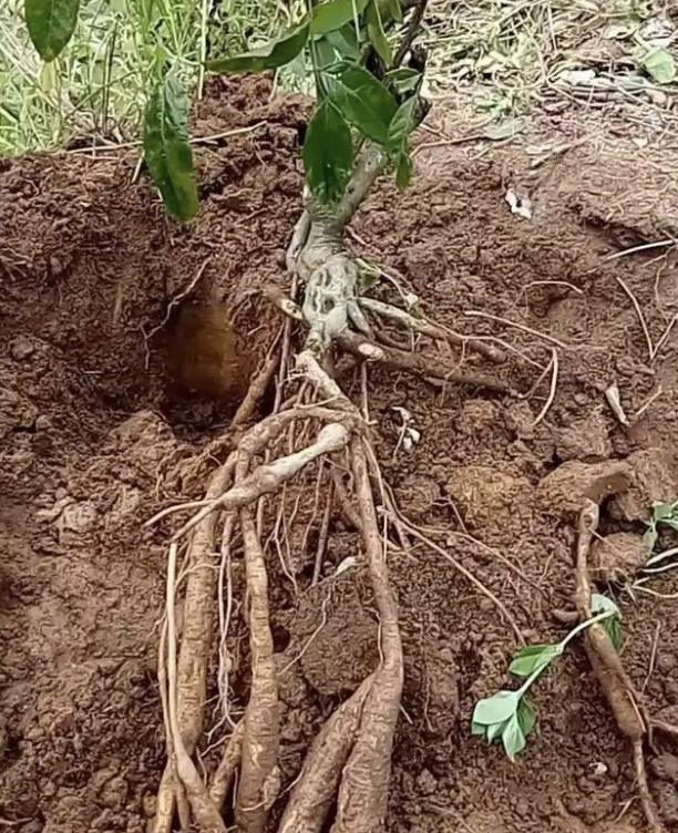 1 kind of "Golden Root" is becoming more and more precious, the root is ...