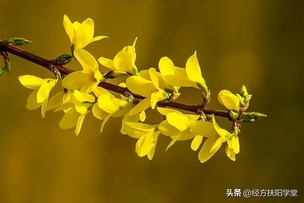 Classical prescription Fuyang teaches eight methods - clearing method ...