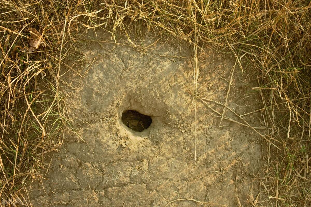 Do you know what a rat's nest looks like? It turns out that they look ...