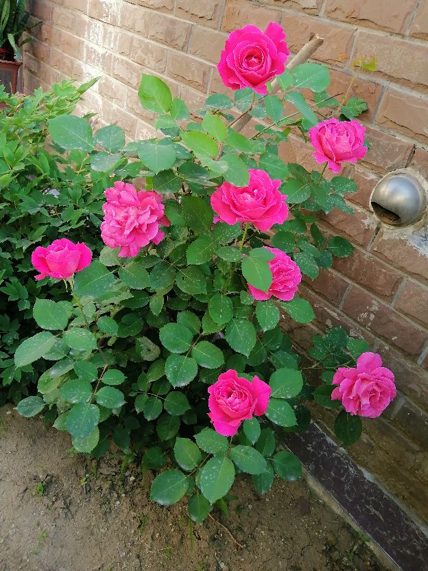Ten Same Poets 1 Original Rose Flower Changmeiting - iNEWS