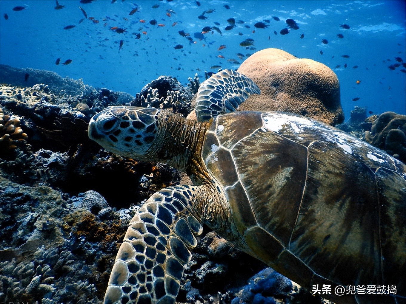 Semporna Day Trip to Bang Bang, Madding, Timba Timba - iNEWS