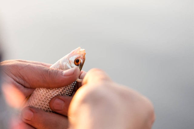 The three most ruthless ways to fish in summer! Either one can achieve ...