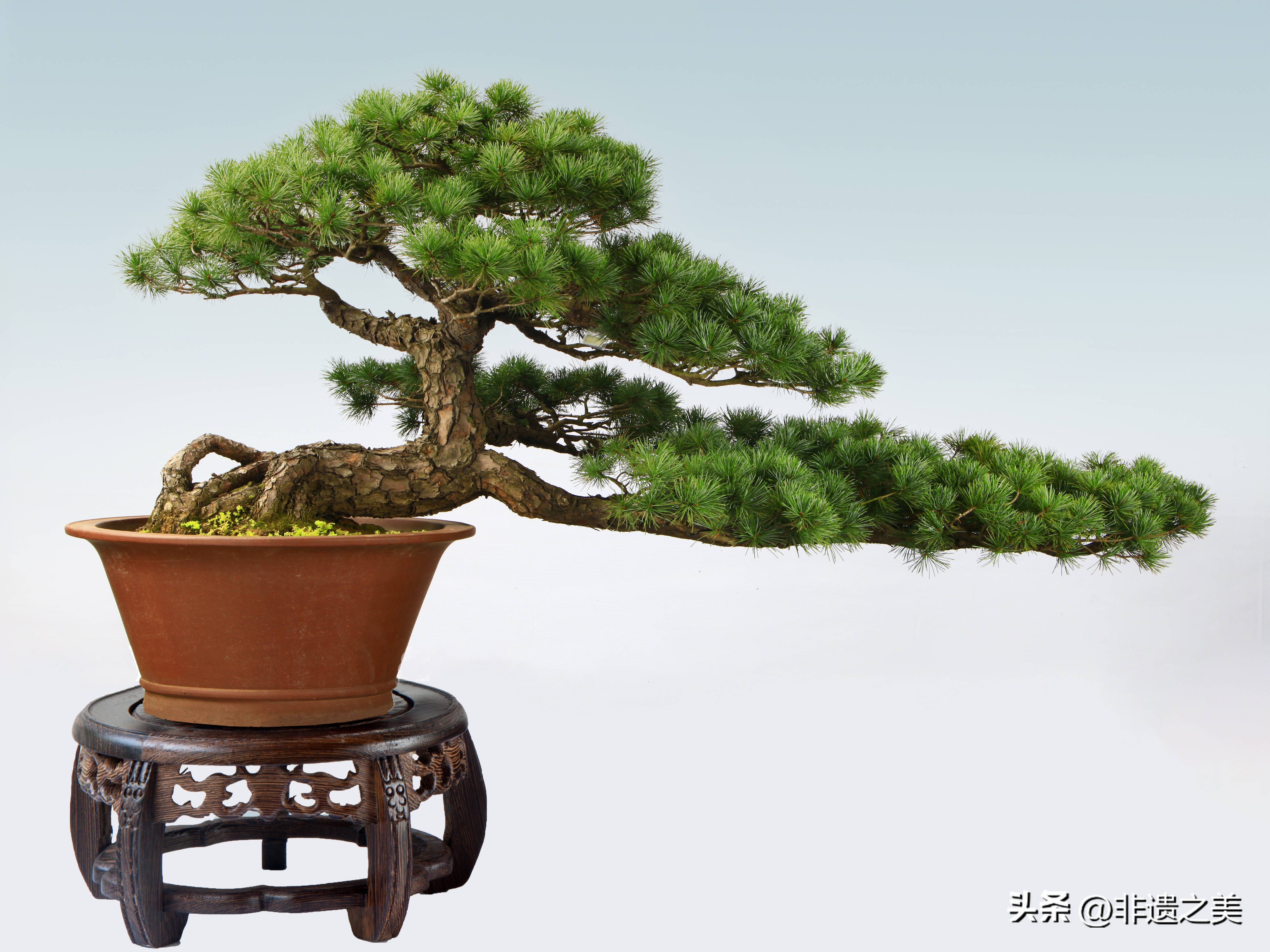 The beauty of intangible cultural heritage in the world of bonsai ...