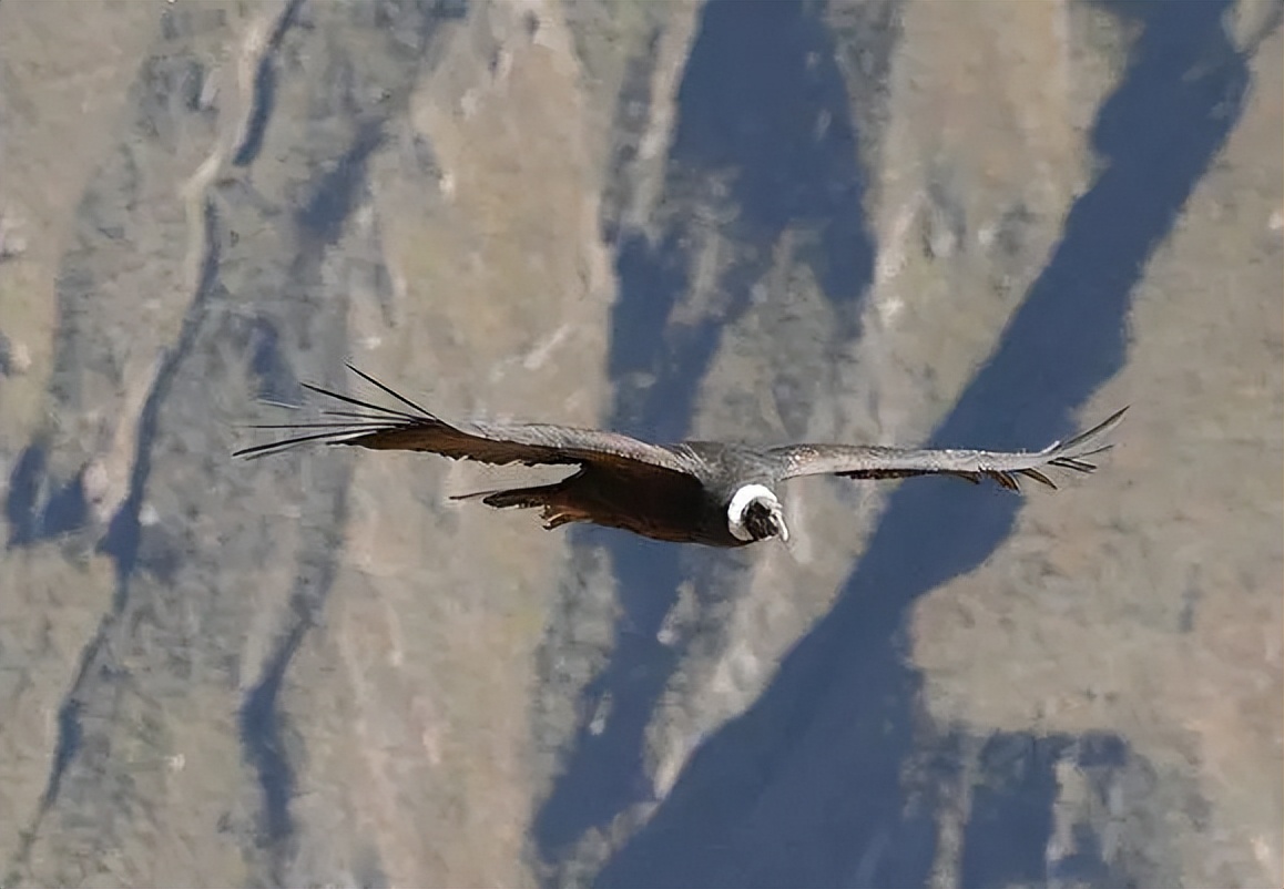 Why doesn't the eagle fall down without flapping its wings in the air ...