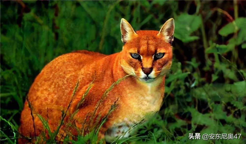 The most fierce-looking cat in the world - iNEWS