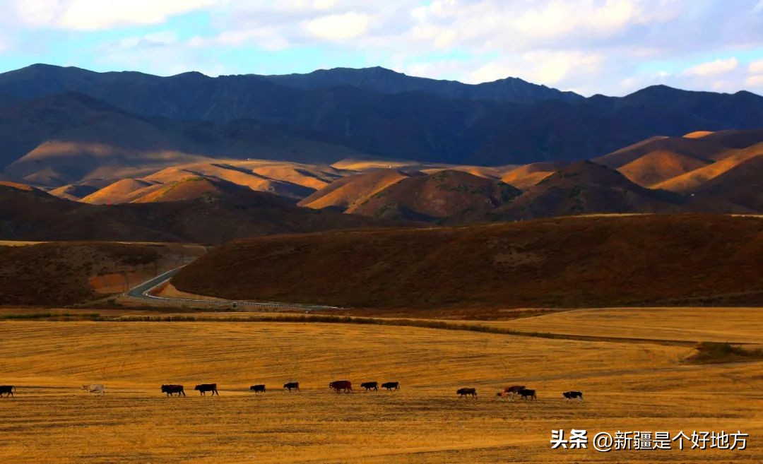 The autumn color of the grassland is really beautiful, take a look and ...