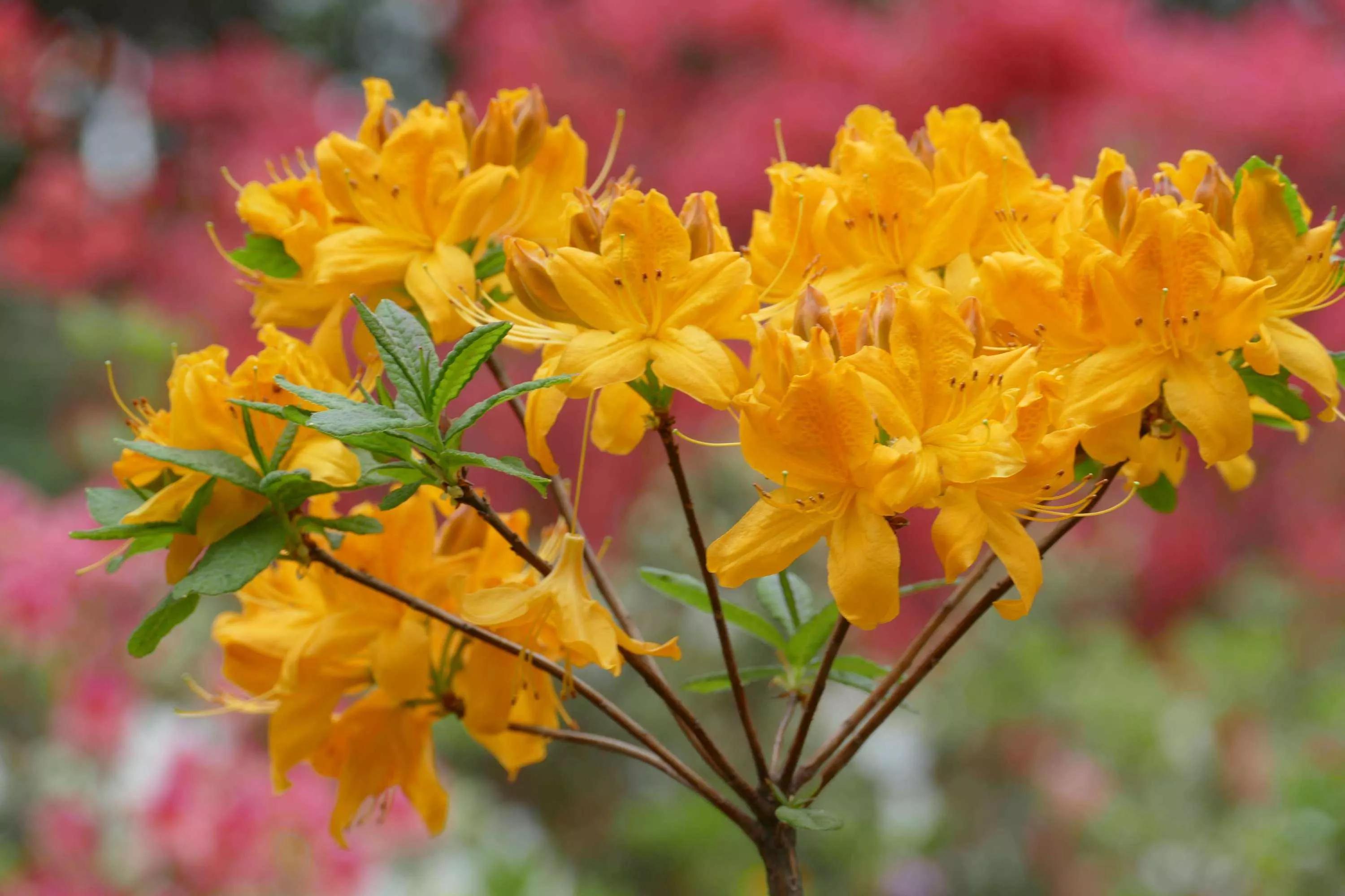 six poisonous flowers - iNEWS