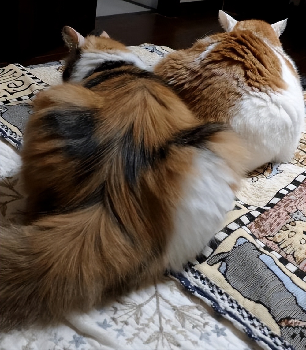 The cat has "garlic petal hair", which means it is well-raised? - iMedia