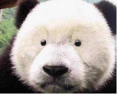 If the panda had no dark circles - iNEWS