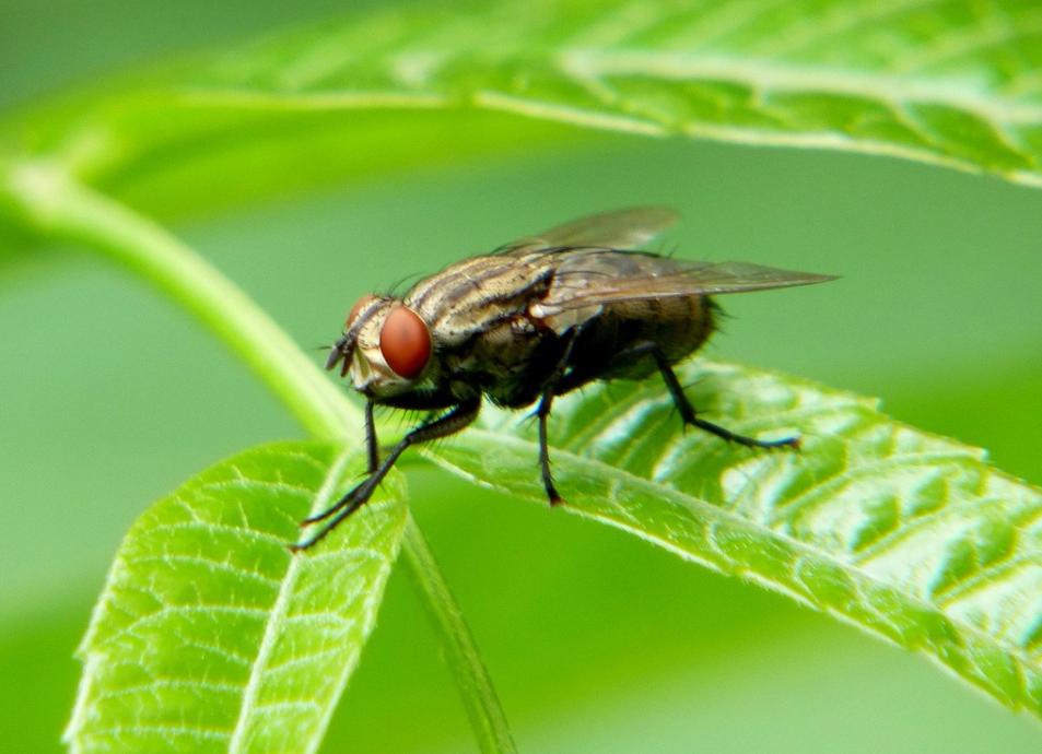 What does it feel like to swat a fly to death with your bare hands? Why ...
