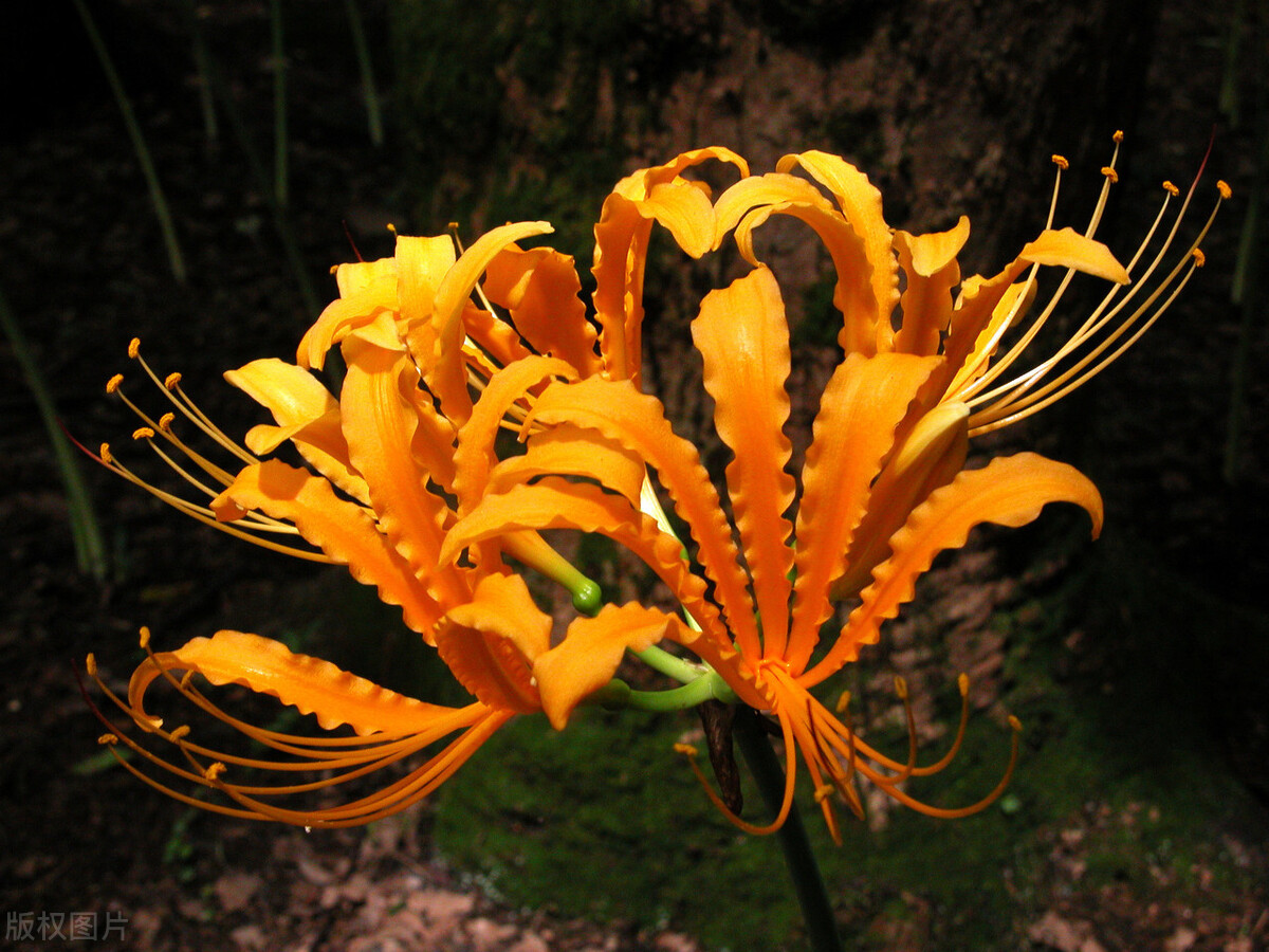 Do you know the meaning of Higan Flower? - iNEWS