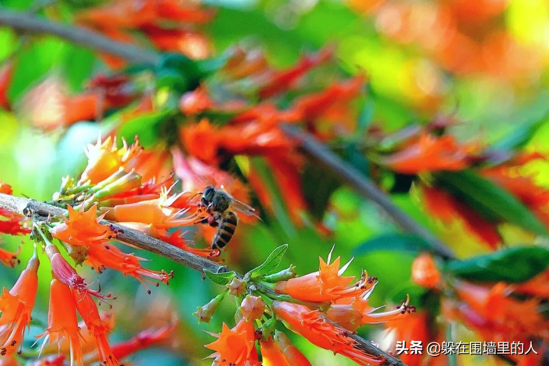 Have you ever seen a flower that looks like a shrimp? - iNEWS