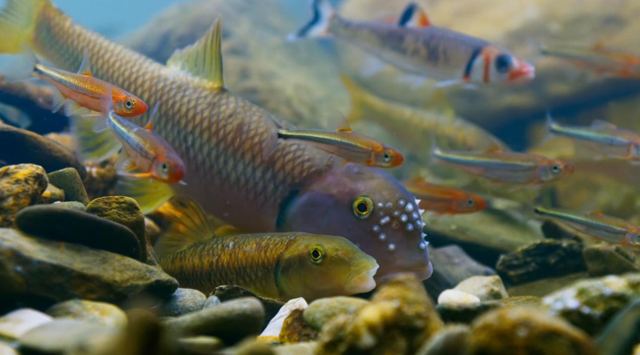 A fish who can build a mansion by himself is so inspiring - iNEWS